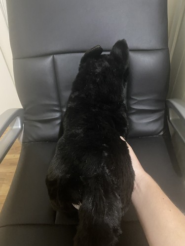 Wizarding World of Harry Potter Sirius Black Animagus Black Dog Wolf Plush 18” | eBay