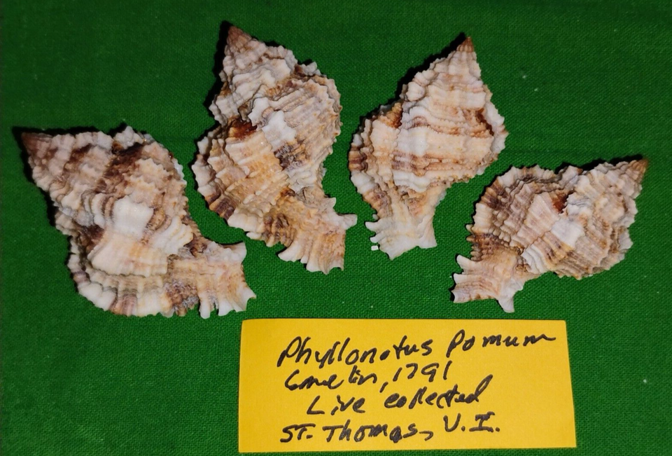 Phyllonotus pomum #K678 Bahamas and St. Thomas 47-55mm | eBay