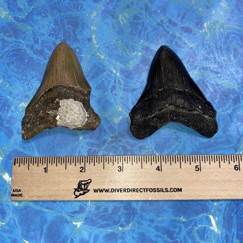 MEGALODON SHARK TOOTH 2.49” 2.49” Set of 2, TEETH MEG SCUBA FOSSIL NC ...