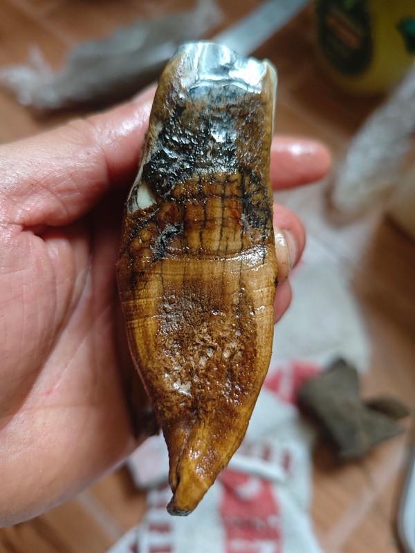 Exquisite Tooth Fossils from the Ice Age - Ancient Fossil Specimen | eBay