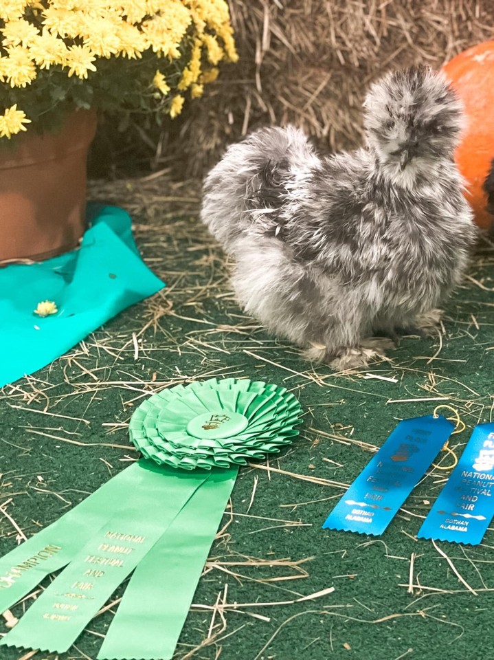 12 Silkie, Satin, Showgirl, Frizzle Fertile Chicken Eggs- NPIP ...