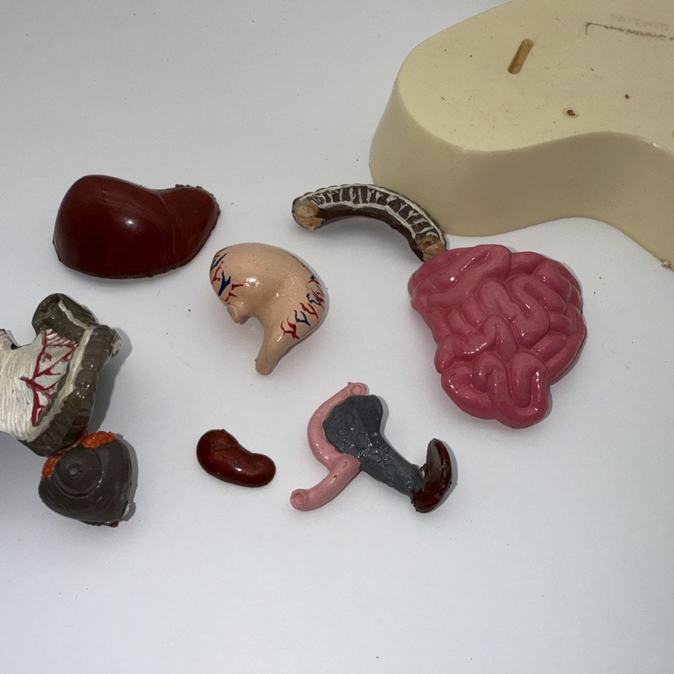 The Visible Man Human Body Anatomy Model 1959 Science Kit Assembled No ...
