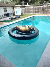 Inflatabull - Inflatable Bull-Riding Pool Toy | The Green Head