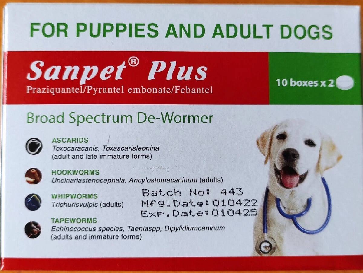 Are Dogs Allowed At The Broad