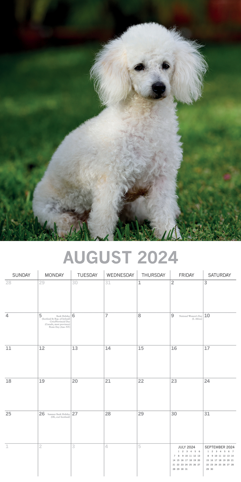 Poodles - 2024 Square Wall Calendar Pets Dog 16 Months Premium Planner ...