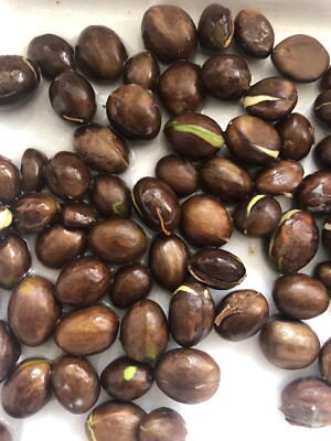 Japanese Loquat Seeds 25 Fresh Seeds Sweet Tropical Fruit Tree Easy To ...