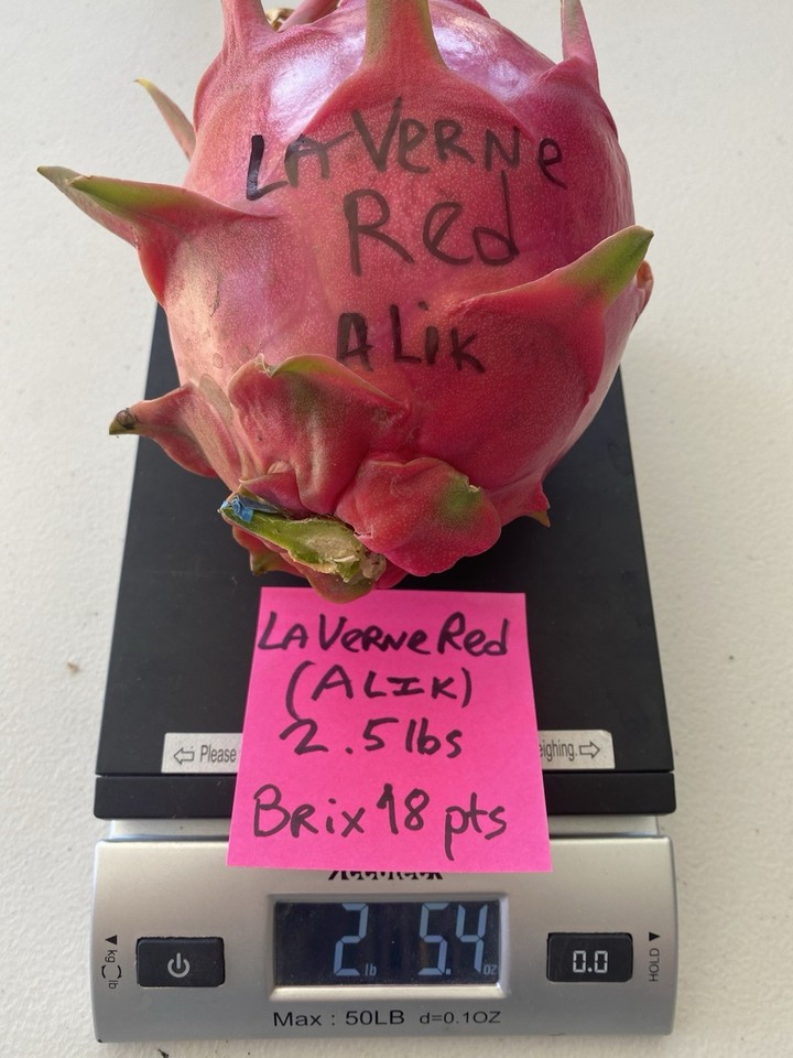 Tasty Dragon Fruit Plant and grow 3lbs magenta fruit - La Verne Red | eBay