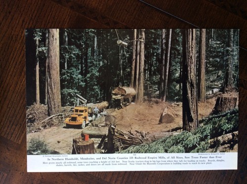 1949 vintage original magazine photo Cutting Down Redwood Trees In ...