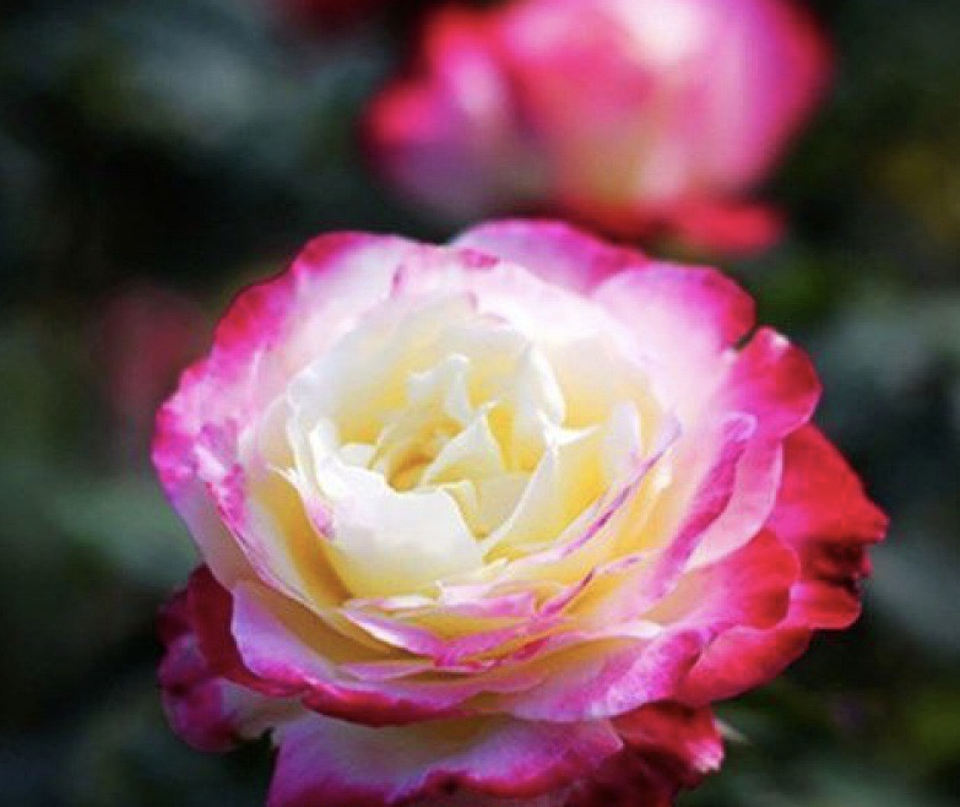 20 CLASSIC STYLE ROSE SEEDS home garden flower plant bush diy Rosas ...