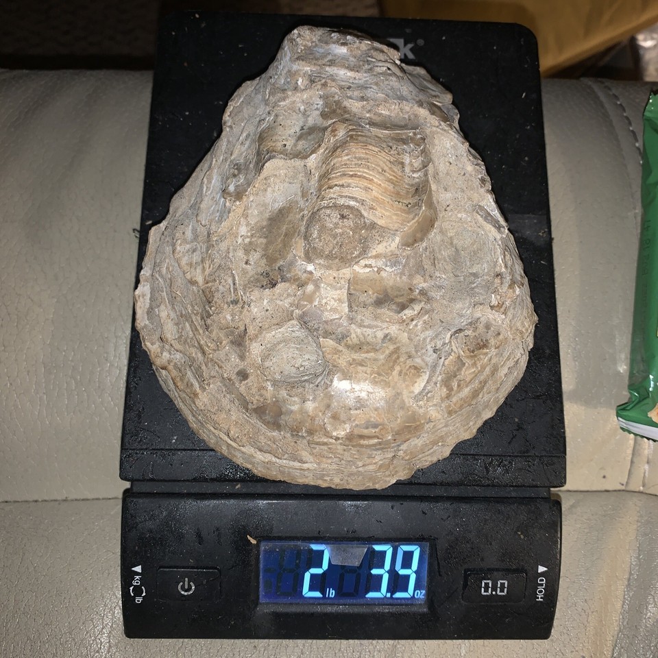 Fossilized Old Fossil Oyster Sea Shell Shows Fantastic Detail Whole New ...