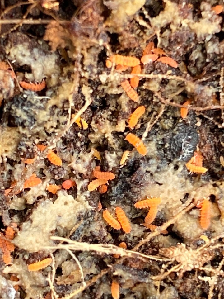 PROTANURA SP. “ORANGE” SPRINGTAILS 20+ = $10 | eBay