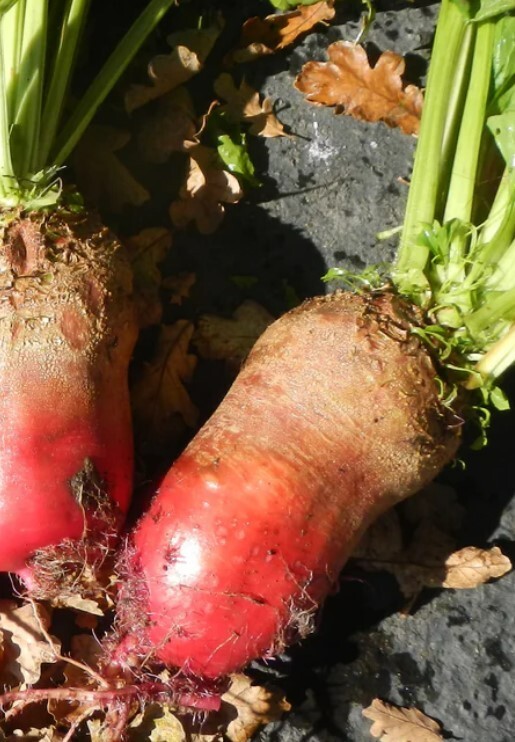 FODDER BEET - RED MAMMOTH - BETA VULGARIS L. - 600 HIGH QUALITY SEEDS ...