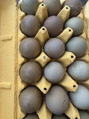 Olive Egger / Moss Egger Fertile Hatching Eggs (8 Per Order) | eBay