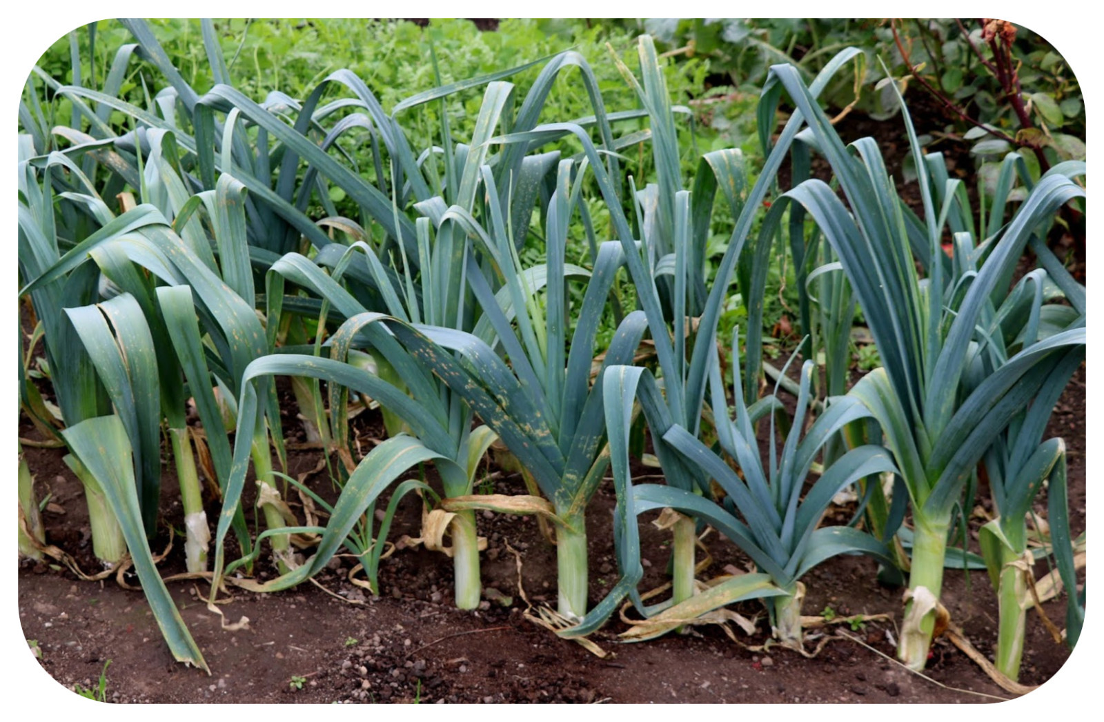 Leek 'Mussleburgh' Mini Plug Plants x 12 'Grow Your Own' | eBay UK
