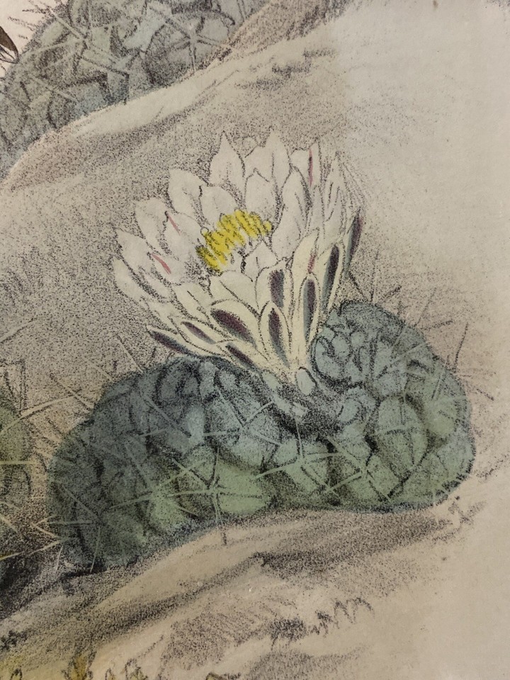 🔥Fine Antique 19th c. Hummingbird Nature Lithograph - JOHN GOULD, Hand ...