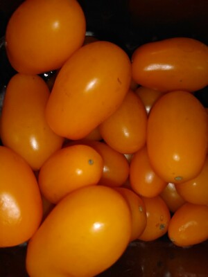 Zima Tomato 10 Seeds Organic Non GMO | eBay