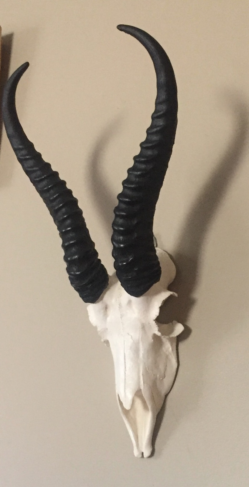 African Male Springbok Skull faux replica Taxidermy skulls horns Springbuck