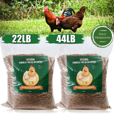 22/44 LBS Bulk Dried Mealworms for Wild Birds Food Blue Bird Chickens ...