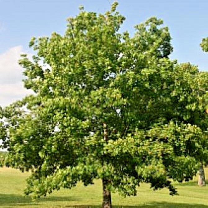 20 QUEEN ELIZABETH HEDGE MAPLE SEEEDS - Acer campestre 'Evelyn' Queen ...