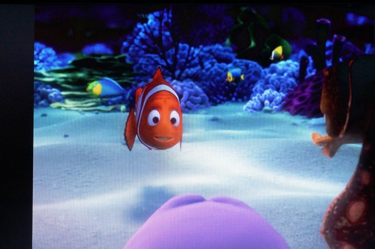 Finding Nemo Coral Died