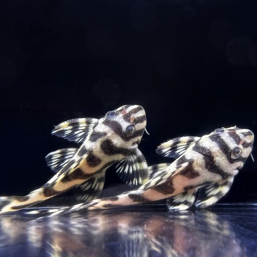 L236 Pleco Live (Size 1.2inch+) - High Quality - -USA Seller | eBay