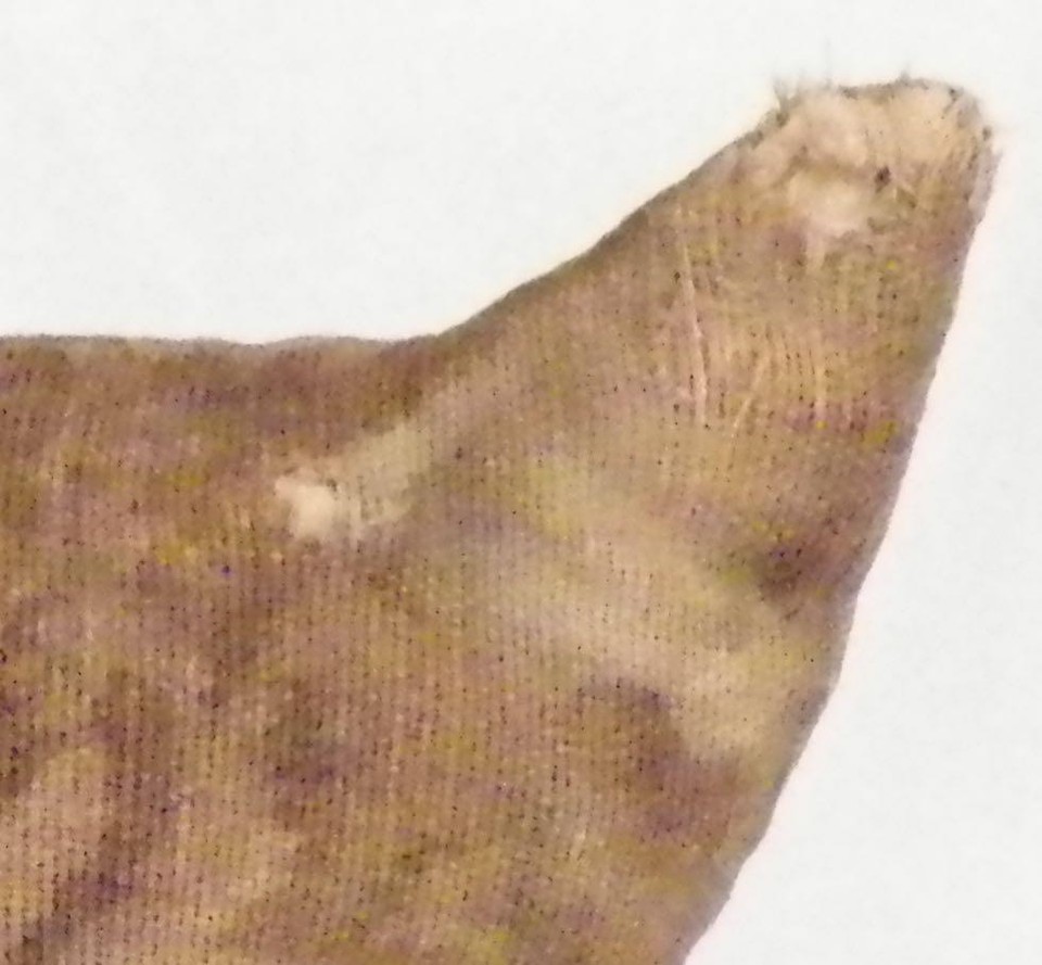 Tabby Cat Cloth Toy Doll Stuffed Arnold Print Works 1892 Antique Large ...