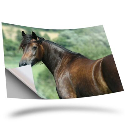 1 x Vinyl Sticker A2 - Brown Welsh Cob Horse Pony #3142 | eBay