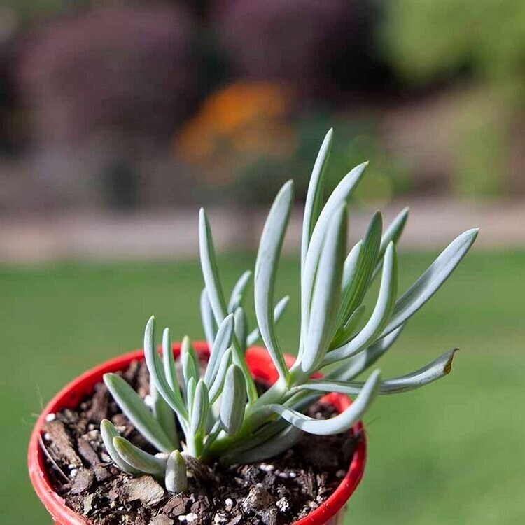 Senecio Blue Chalk Sticks Dwarf | eBay