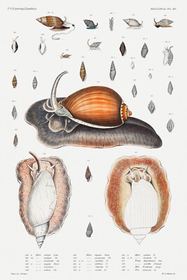 14392.Decor Poster print.Room wall art.Snails illustration.School ...