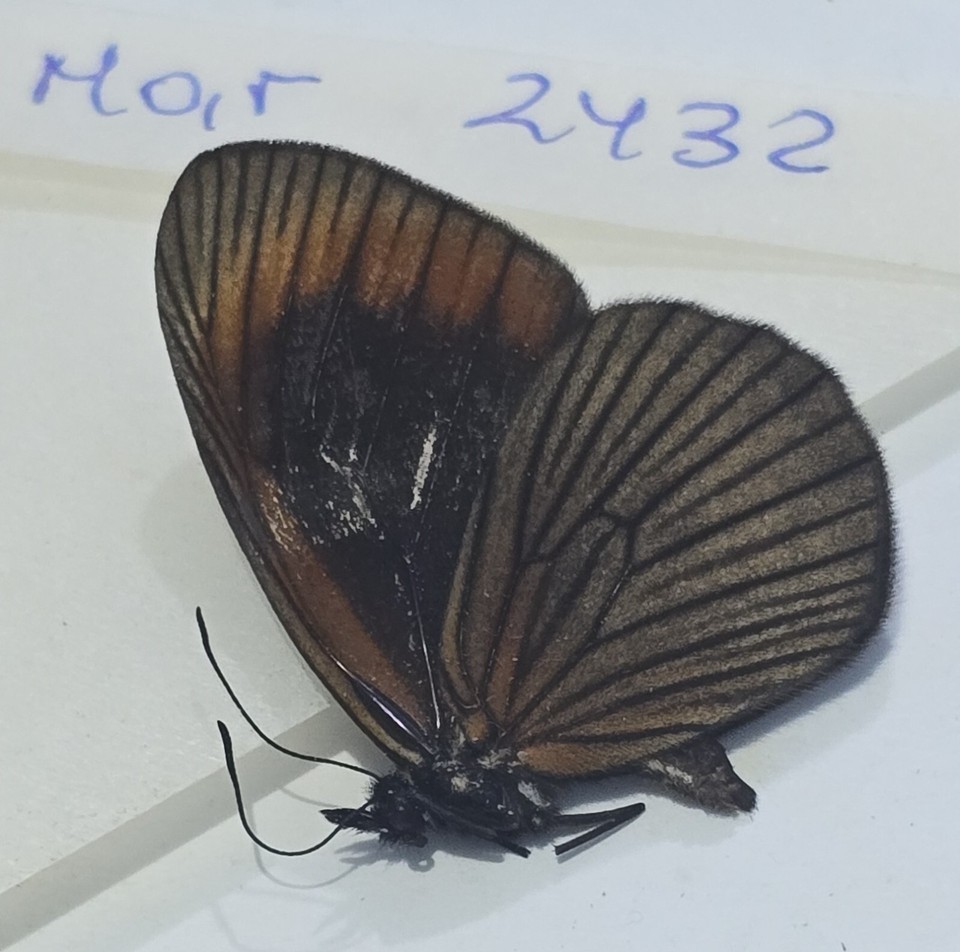 2432 Nymphalidae | eBay