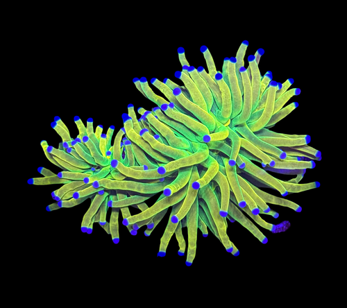 WYSIWYG Double Head Holy Grail Torch – Live Coral Frag SPS & LPS Reef ...