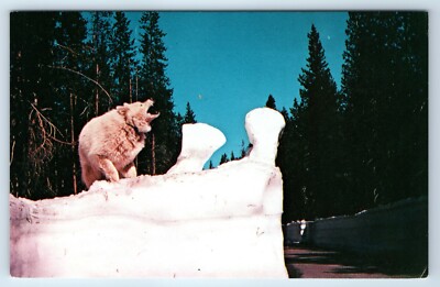 Vintage Postcard Lava Lake Lodge Bend Oregon OR Wolf Howling | eBay