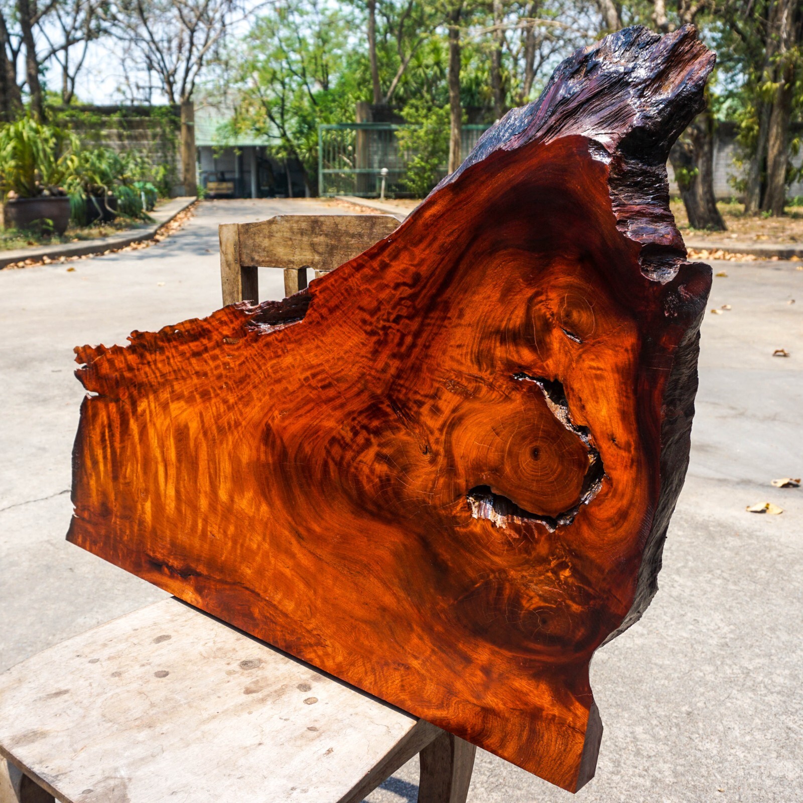 Rare!! AMBOYNA BURL LUMBER Wood Live Edge Natural Slab Epoxy Table ...