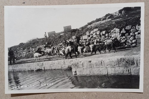 Rare Malta Photo Postcard Size Maltese Goats at Chadwick Lakes 1940s ...