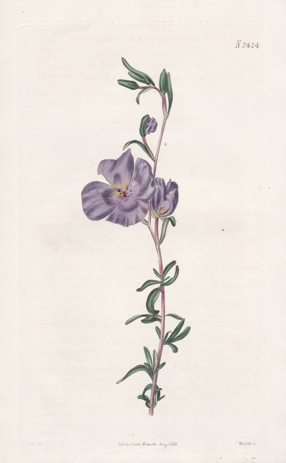 Oenothera Tenella Chile Flower Botany Engraving Copperplate Curtis 2424 ...