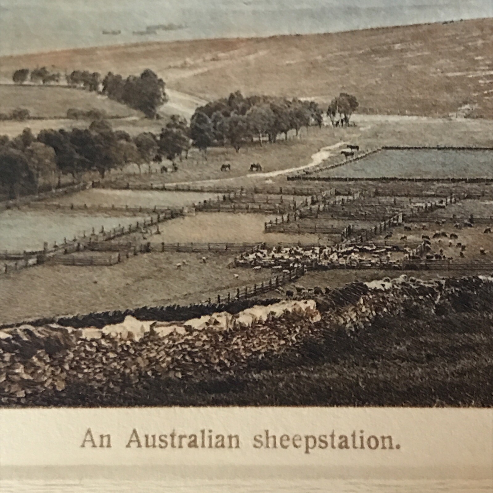 Vintage Postcard Australian Sheep station #J | eBay