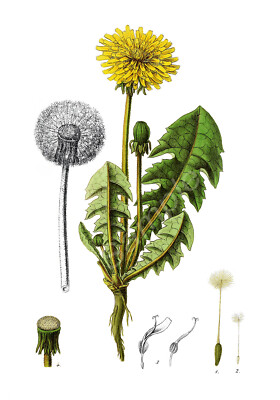 DB03 DANDELION BOTANICAL A4 POSTER PRINT | eBay UK