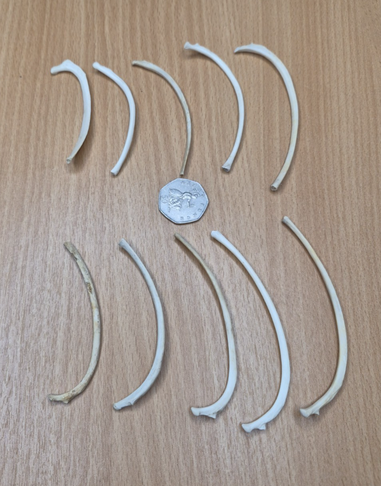 Real Animal Bones - 10 x Red Fox Rib Bones 3-4 inches | eBay UK