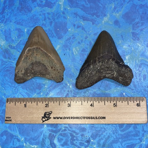 MEGALODON SHARK TOOTH 3.02” 3.05” Set of 2, TEETH MEG SCUBA FOSSIL NC ...