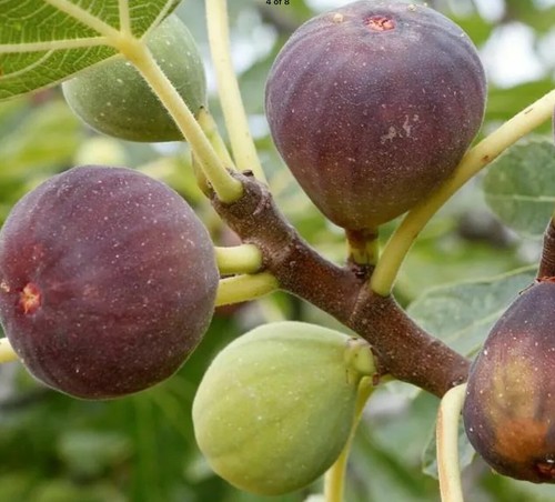 Fignomenal Fig - Ficus carica - Live Plant | eBay