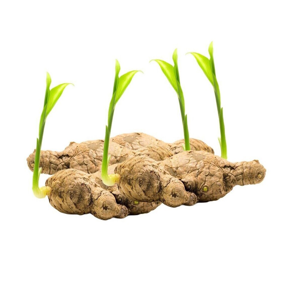 50+ Fresh Ginger Live Roots None GMO Sprouted rhizomes 50 Roots Ready ...