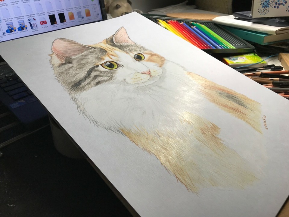 COA original art drawing Cat Portrait animal realism 12"x16" pencils a3 ...