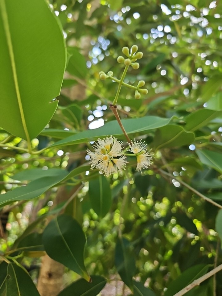 JAMUN JAMBUL FRUIT TREE Syzygium cumini INDIAN WAX APPLE Java plum live ...