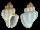 Cantharus tranquebaricus Albino - Shells from all over the World | eBay