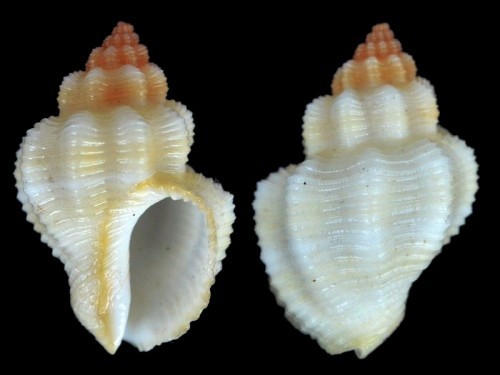 Cantharus tranquebaricus Albino - Shells from all over the World | eBay