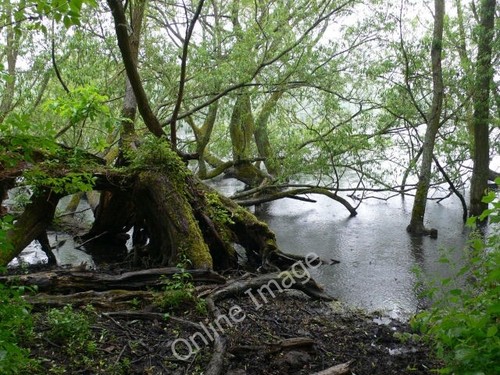 Photo 6x4 Daventry Reservoir Daventry Reservoir seen through the trees ...