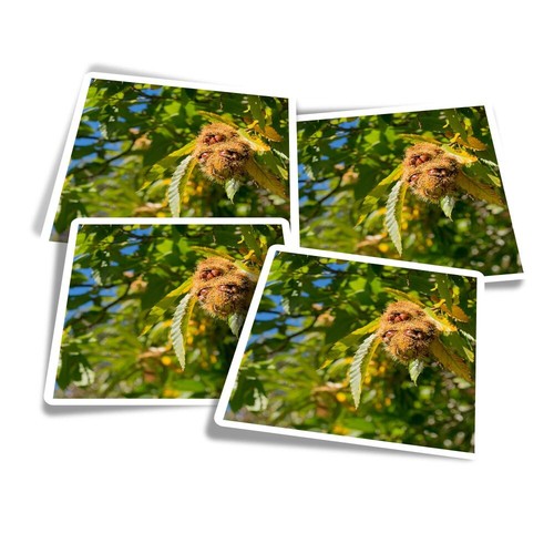4x Vinyl Stickers Sweet Chestnut Tree Nature #52211 | eBay UK