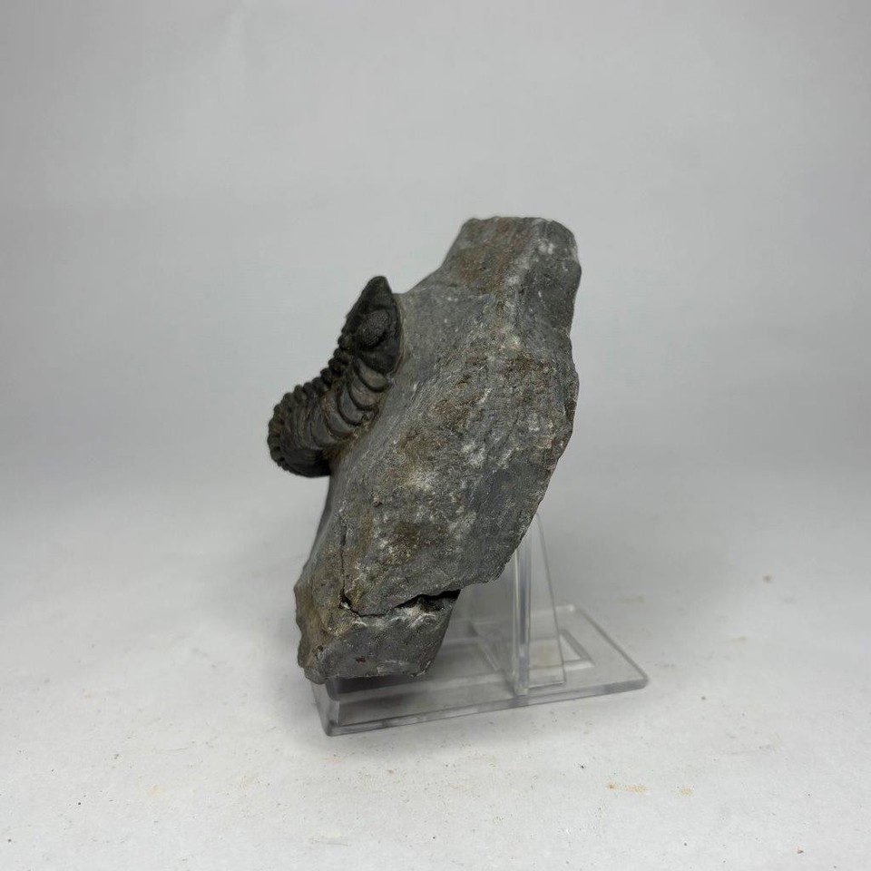 Fossil TRILOBITE- Phacops - Devonian age - Morocco - Amazing Eye Detail ...