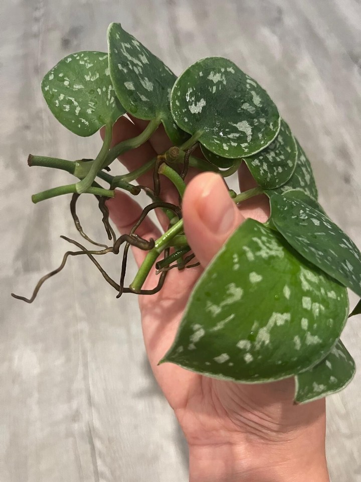 10 x Rooted Cuttings of Satin Pothos, Silk Pothos, Scindapsus Pictus ...