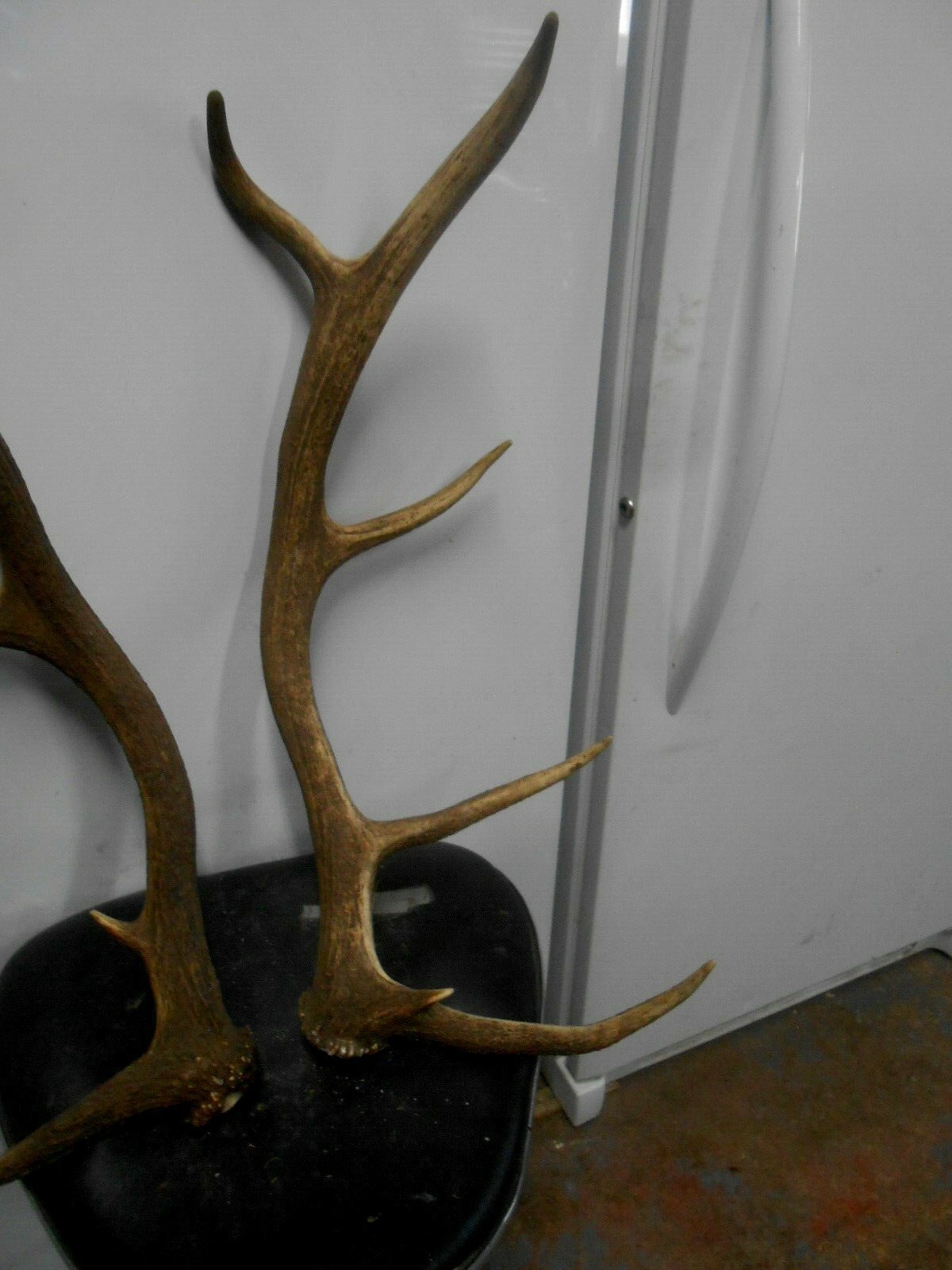Beautiful Brown 6&5 pt COLORADO ELK ANTLERS whitetail rack mule sheds ...